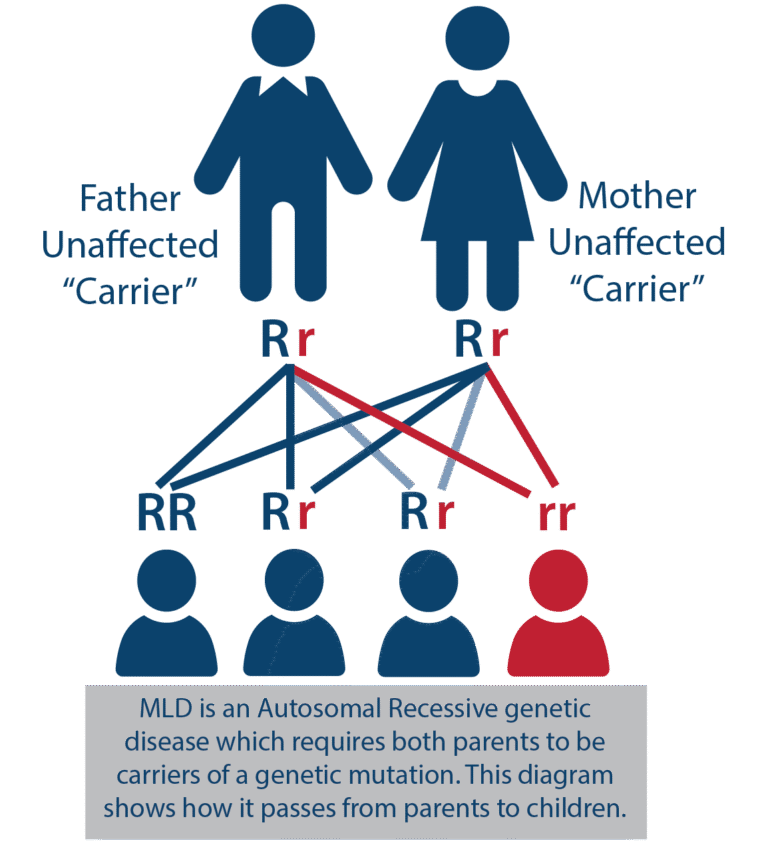 Metachromatic Leukodystrophy (MLD) - United Leukodystrophy Foundation